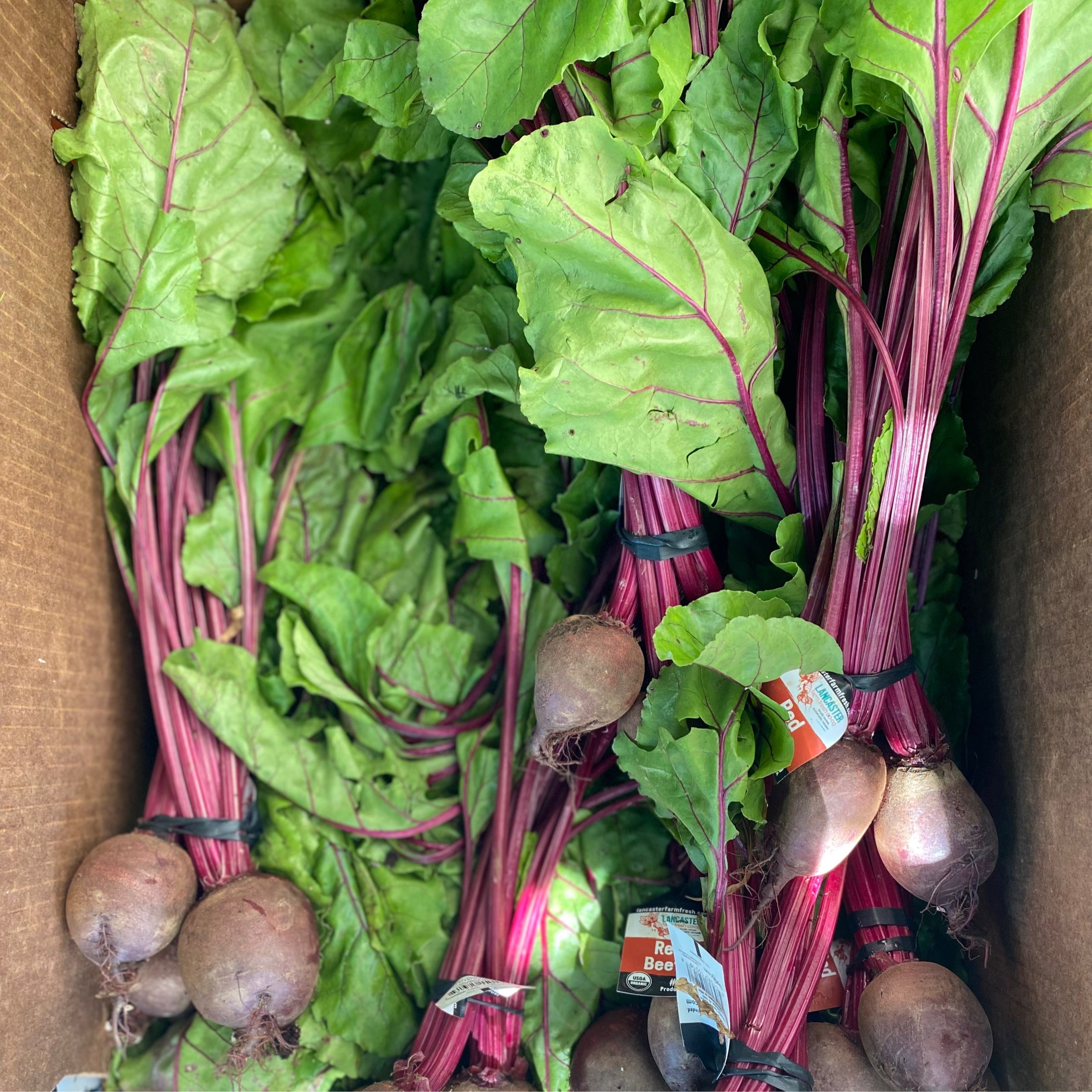Beets (1 Bunch) (This Week: Yellow) (Organic) (Fresh-Dug) | Mitch's ...