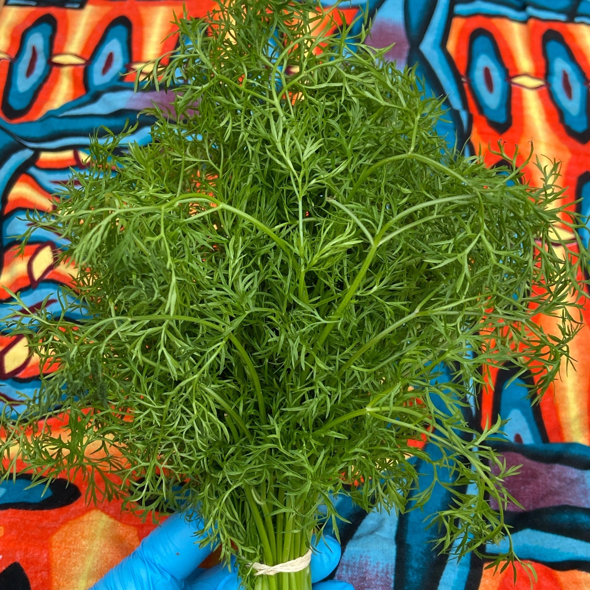 Cilantro Variety Delfino 1 Bunch Organic Row 7 Mitch s